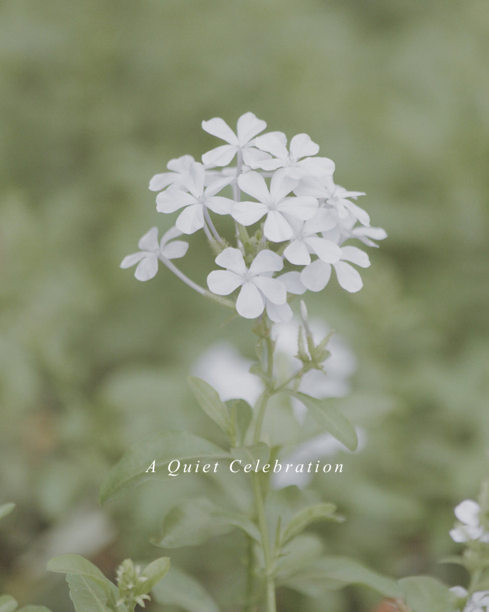 A Quiet Celebration. – Love the world today